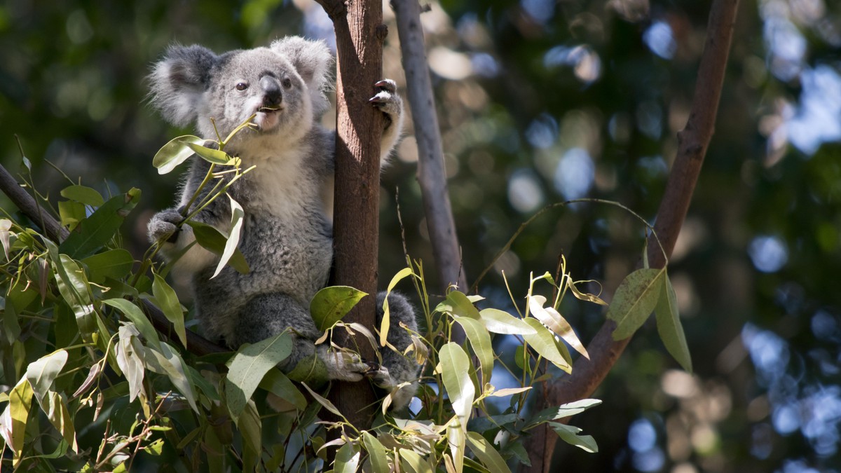 Zum Schutz von Koalas: Australien schafft über 2000 Hektar neuen Lebensraum Zum Schutz von Koalas: Australien schafft über 2000 Hektar neuen Lebensraum